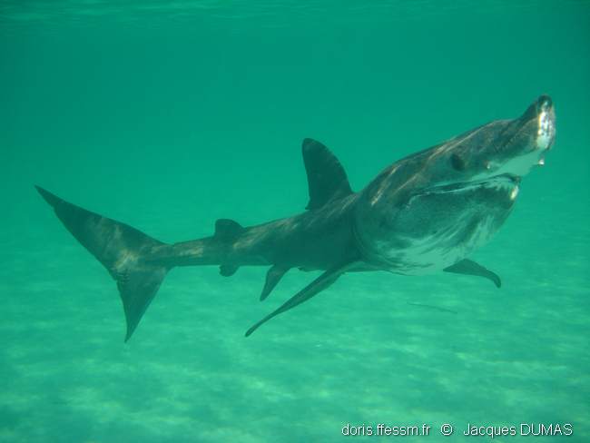 Requin pèlerin / Cagnaccia | Corsica – Requins de Méditerranée
