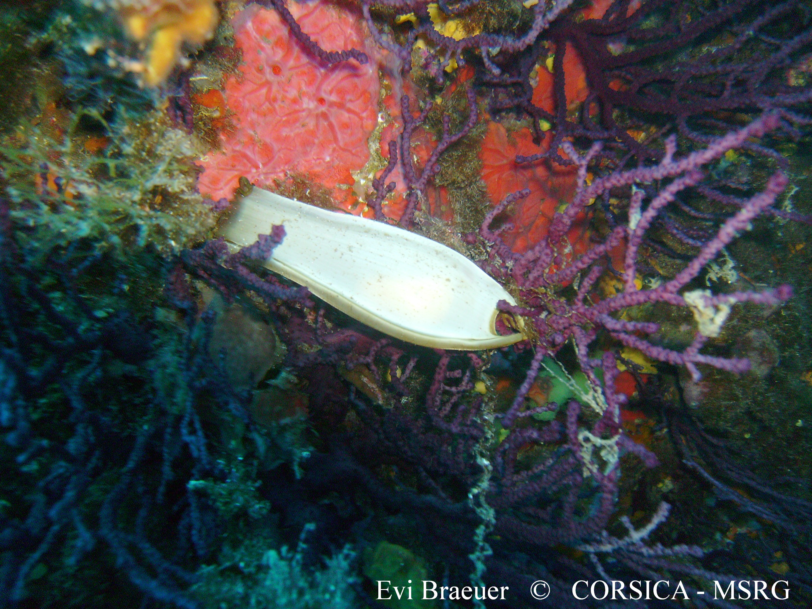 VOS DECOUVERTES | Corsica – Requins de Méditerranée