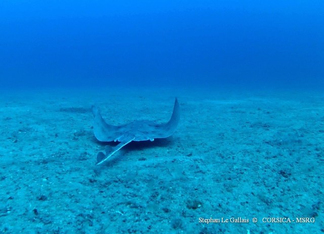 Raie étoilée / Raza stellata | Corsica – Requins de Méditerranée